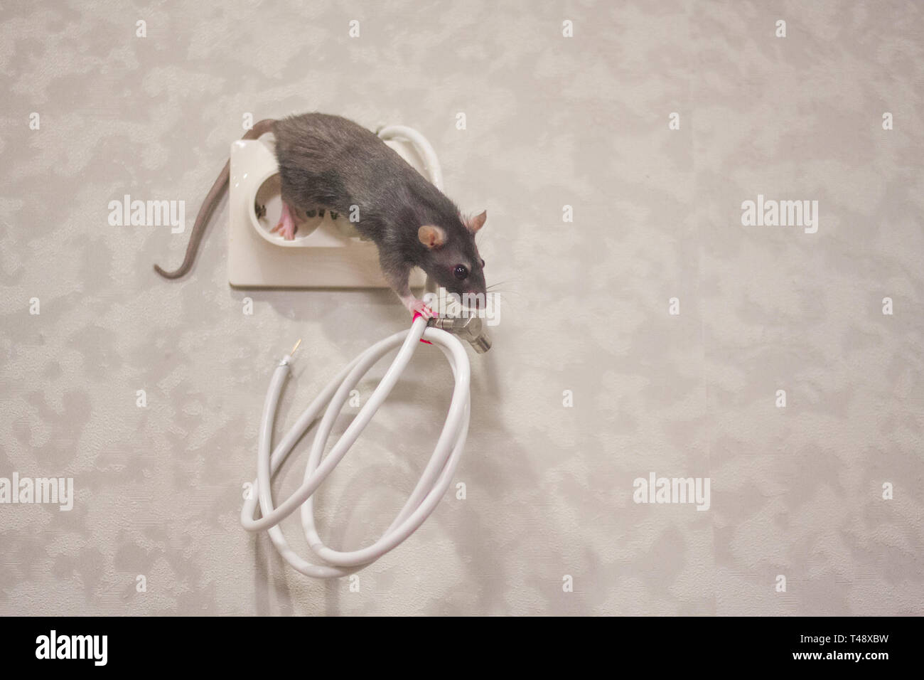 electrical circuit concept. gray rat clambers vertically along the wire ...