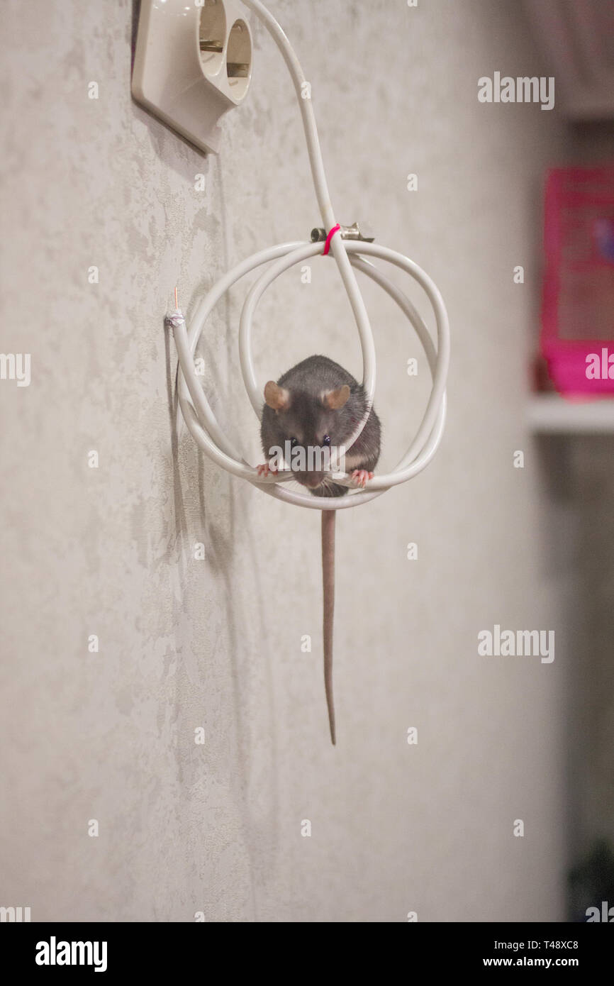 wrecking rat concept. gray rat clambers vertically along the wire ...
