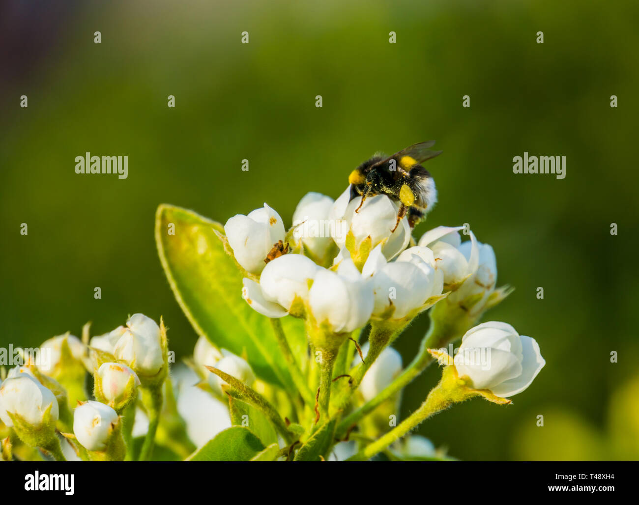 Bee pollinating white roses hi-res stock photography and images - Alamy