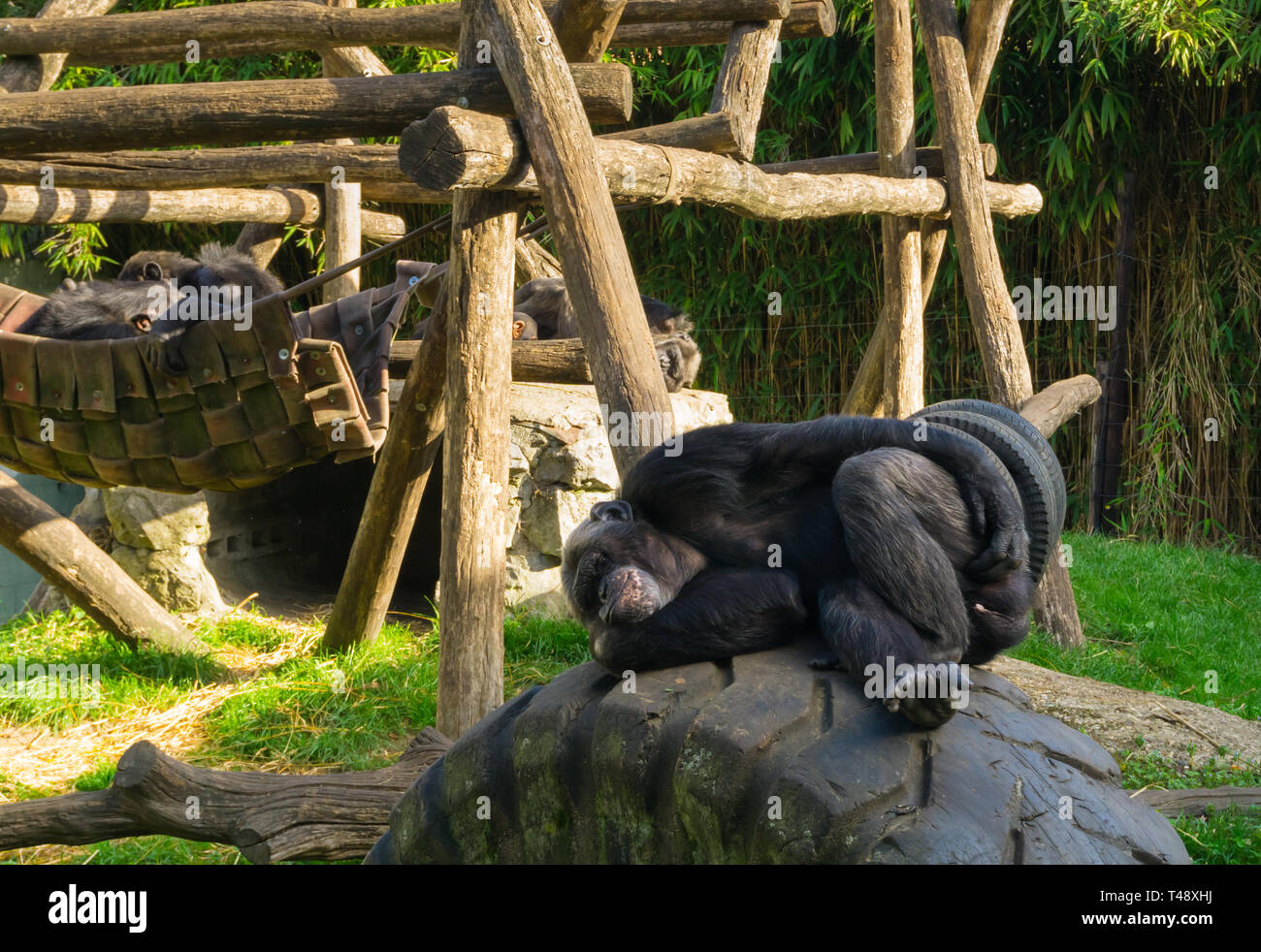 lazy common chimpanzee laying on car tire and scratching its behind ...