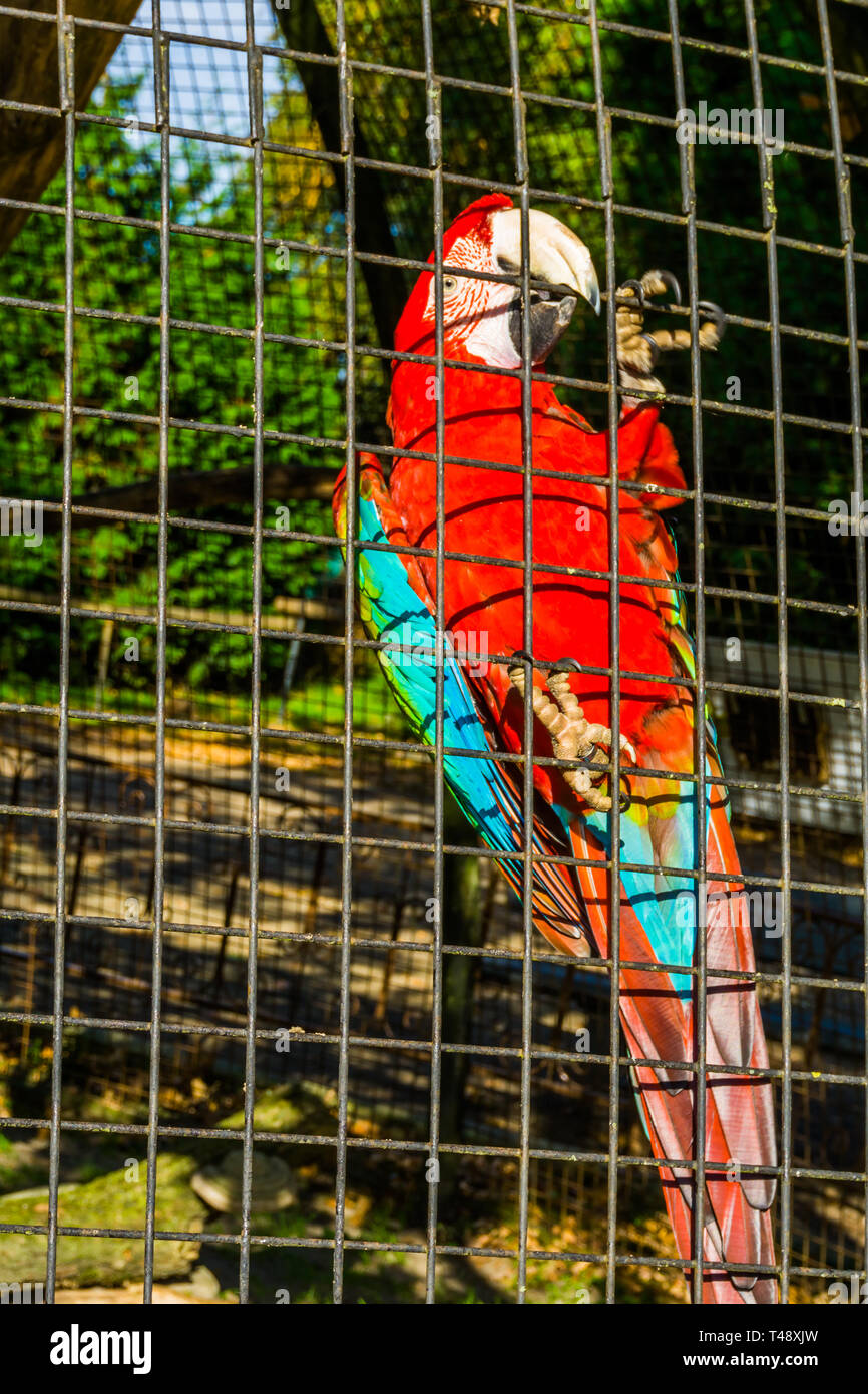 red and green macaw parrot sitting against the fence of the aviary ...