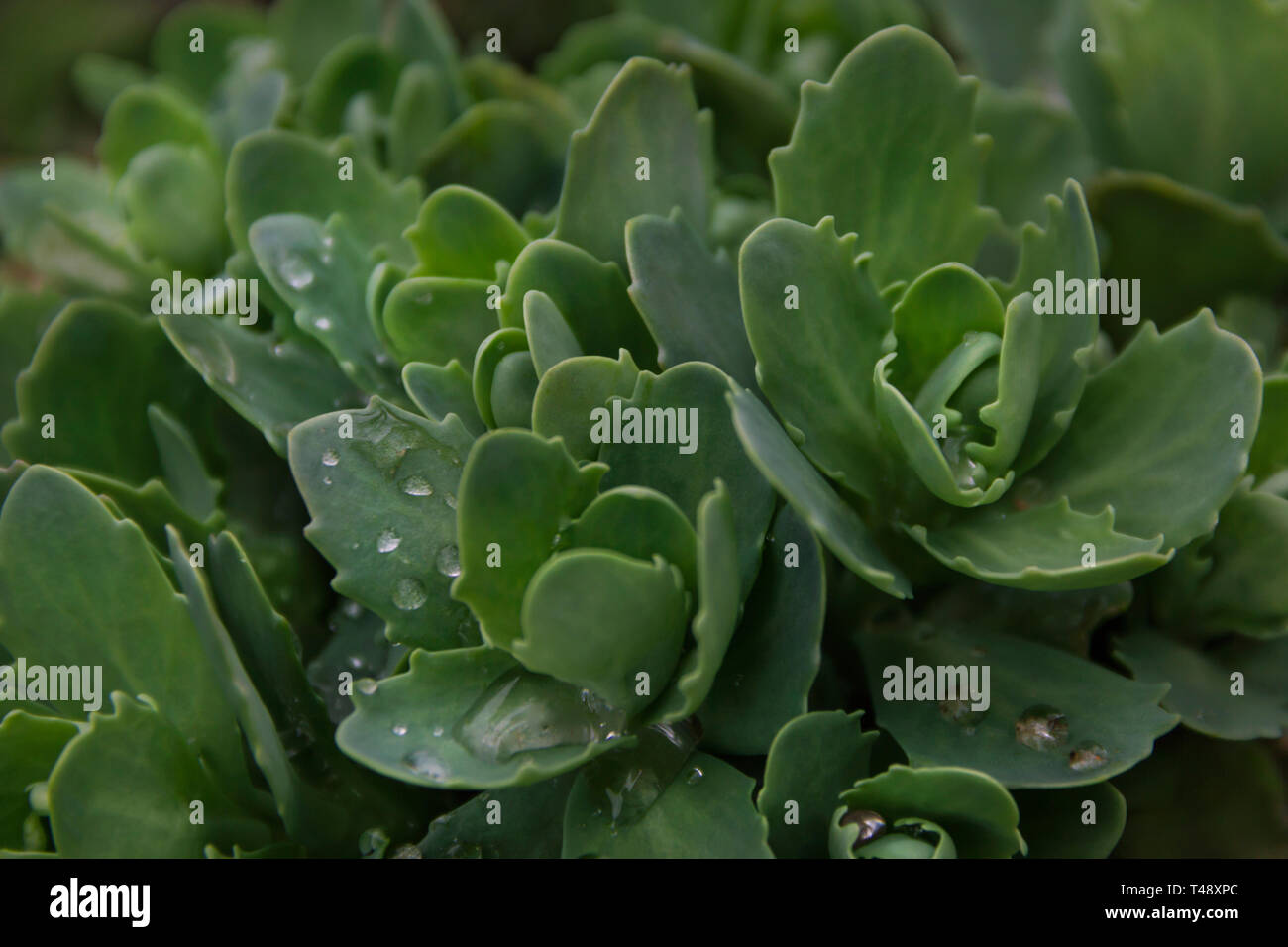 Many green leaves with water drops for background Stock Photo - Alamy