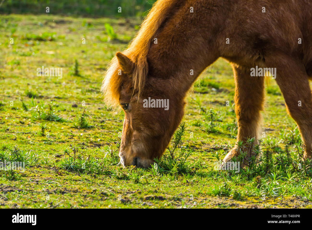 the face of a brown horse in closeup, pony eating grass in the pasture ...