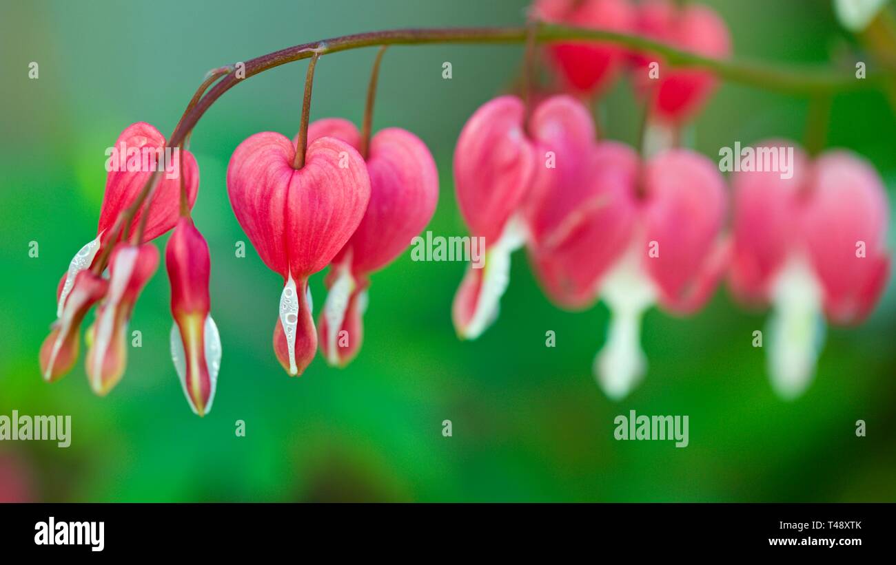 Bleeding heart (syn. Dicentra spectabilis) Lamprocapnos spectabilis ...