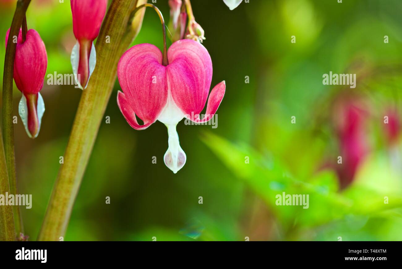 Bleeding heart (syn. Dicentra spectabilis) Lamprocapnos spectabilis ...