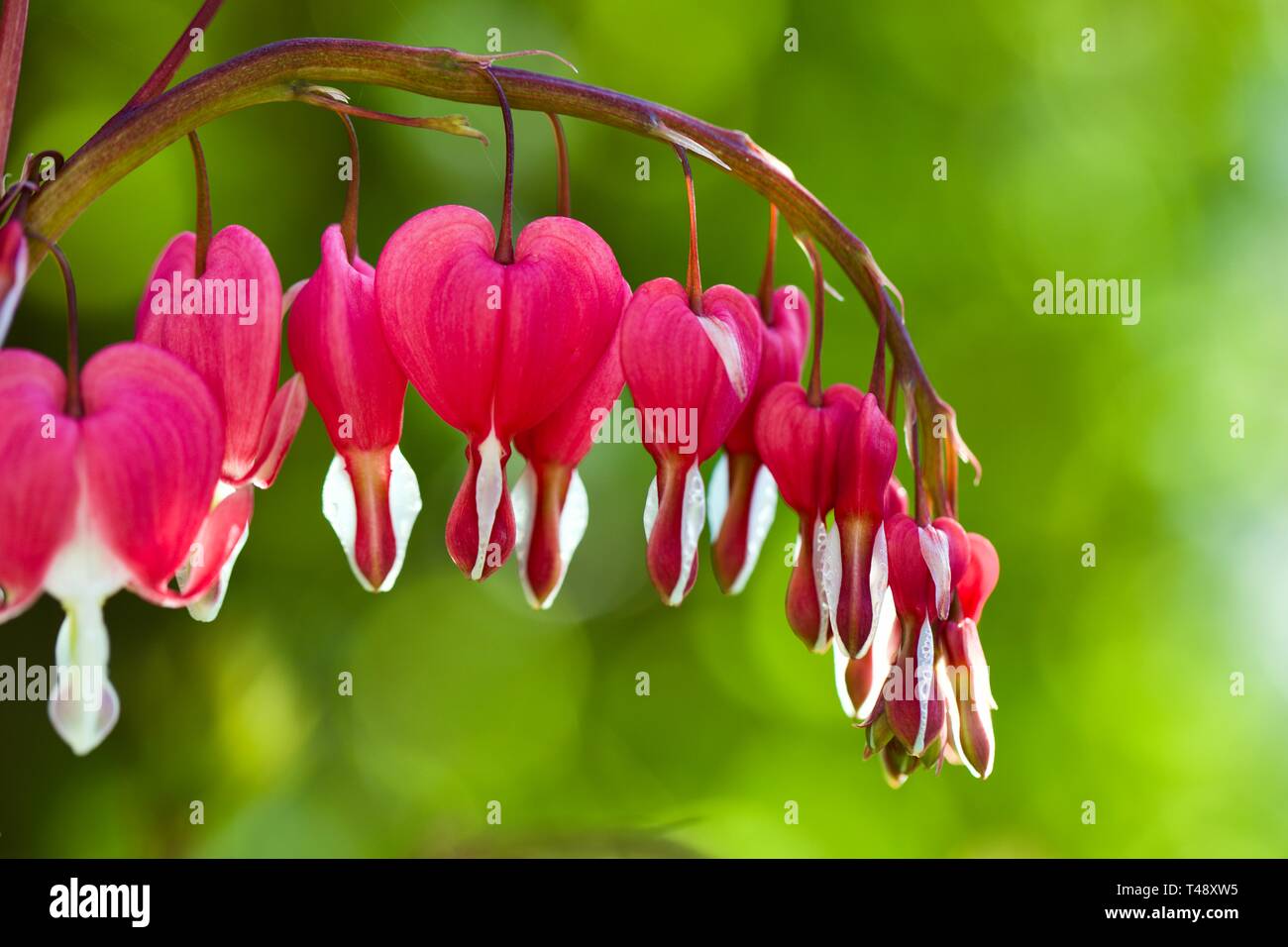 Bleeding heart (syn. Dicentra spectabilis) Lamprocapnos spectabilis ...