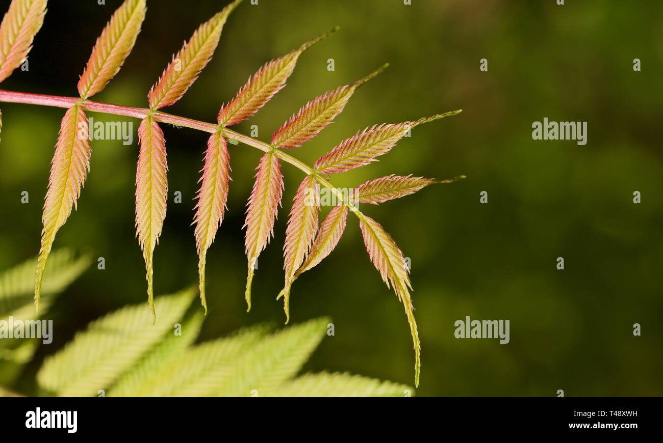 Sorbaria sorbifolia hi-res stock photography and images - Alamy