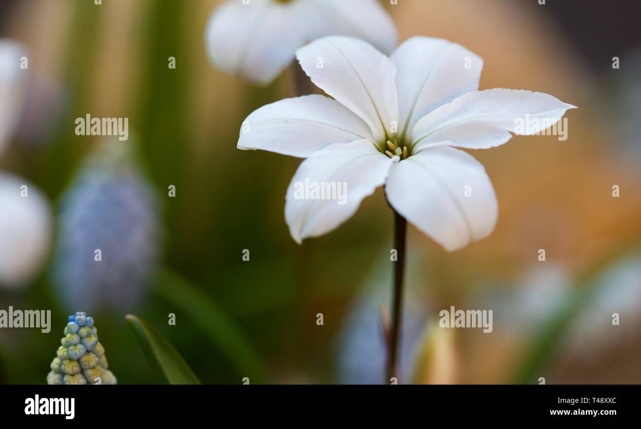 Ipheion uniflorum Spring Starflower 'Alberto Castillo' Stock Photo - Alamy