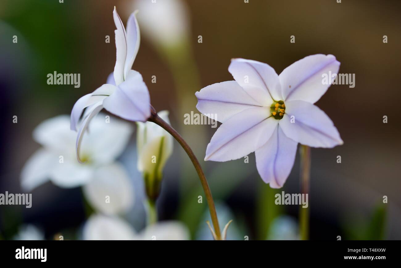 Starflower alberto castillo hi-res stock photography and images - Alamy