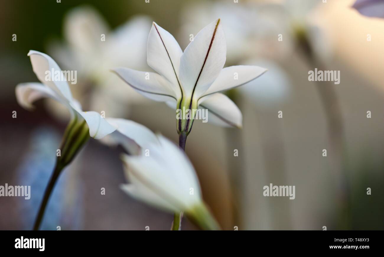 Starflower alberto castillo hi-res stock photography and images - Alamy