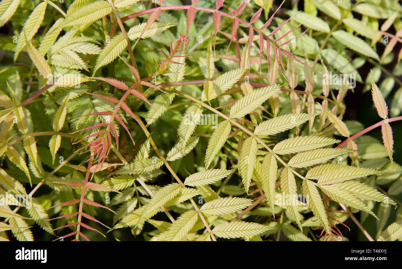 Sorbaria sorbifolia 'Sem' Stock Photo - Alamy
