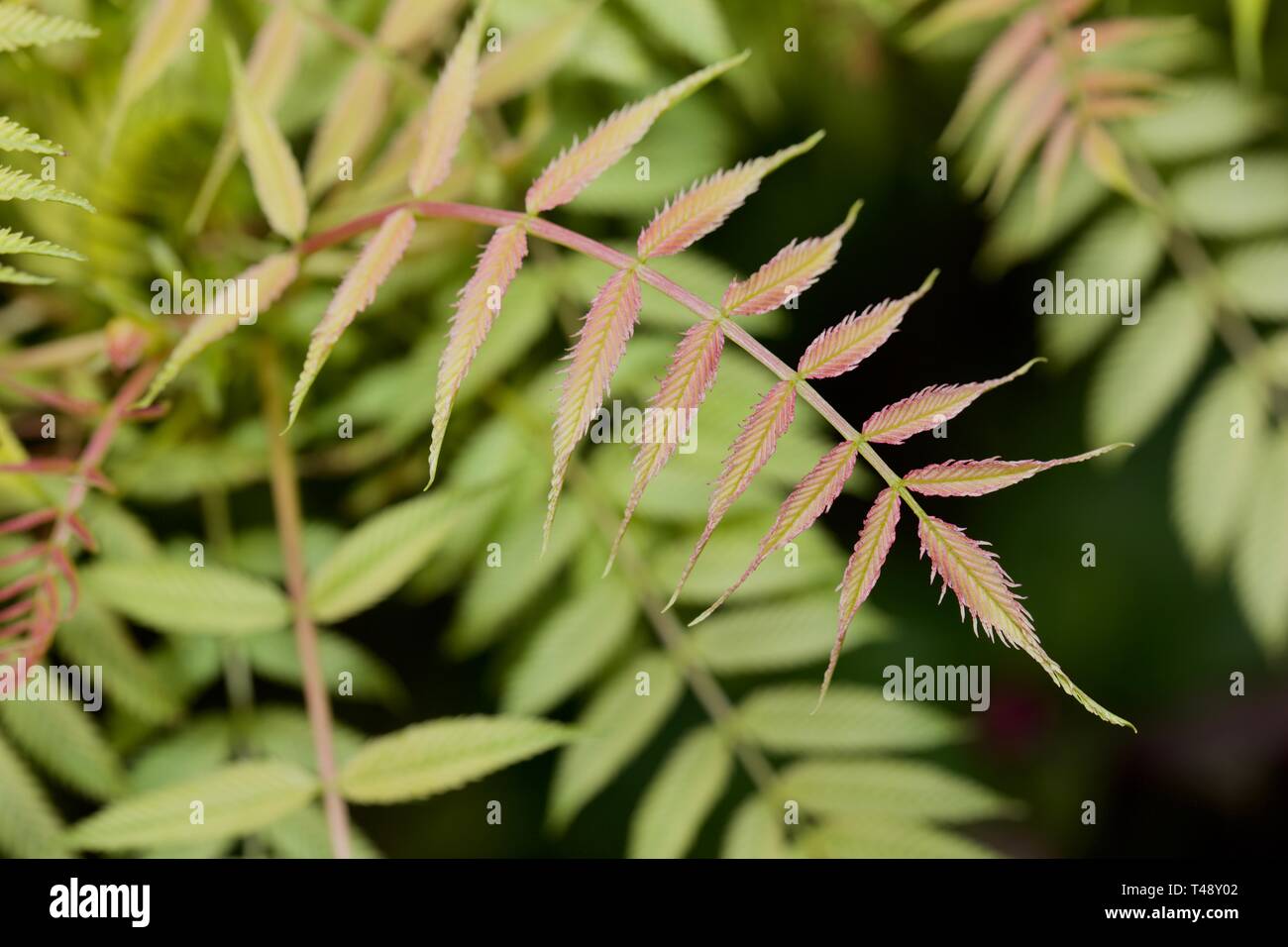 Sorbaria sorbifolia 'Sem' Stock Photo - Alamy
