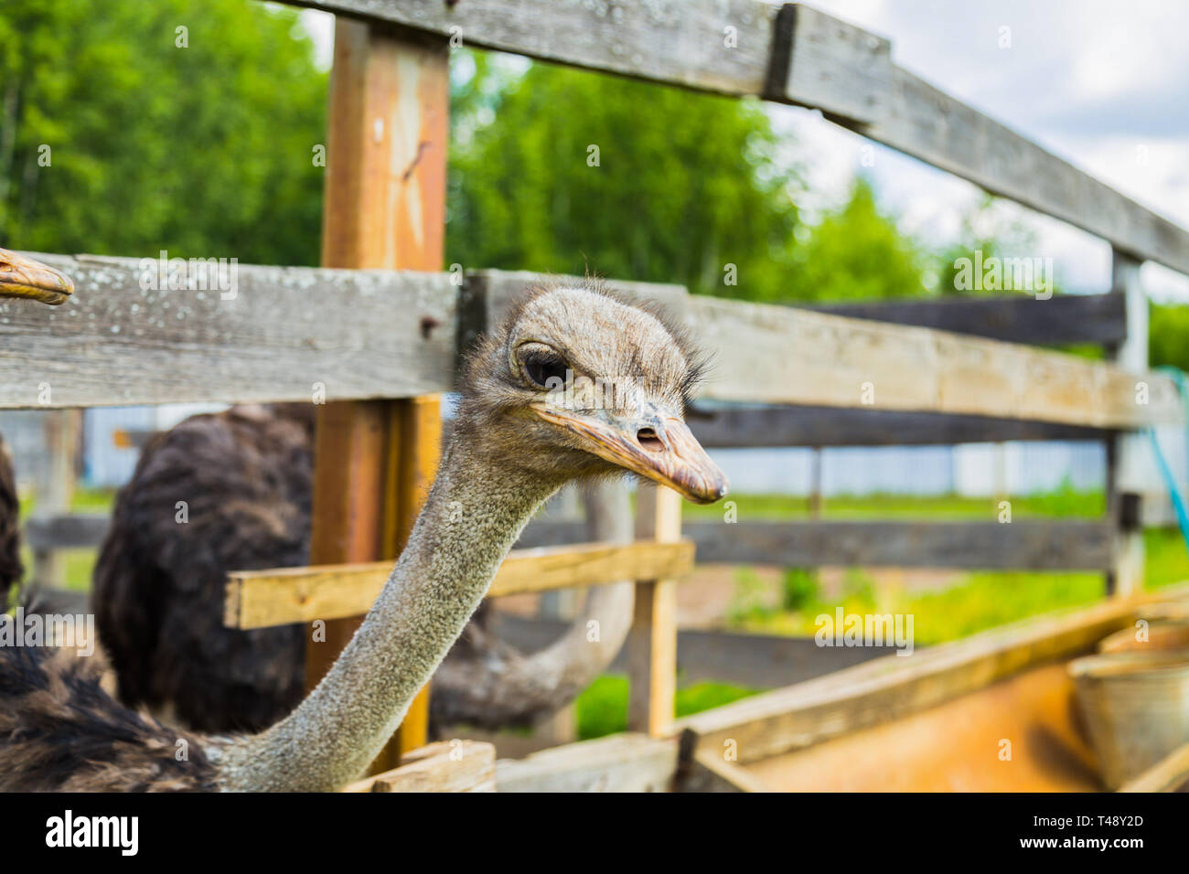 Curious african ostrich in the paddock at the ostrich farm Stock Photo ...