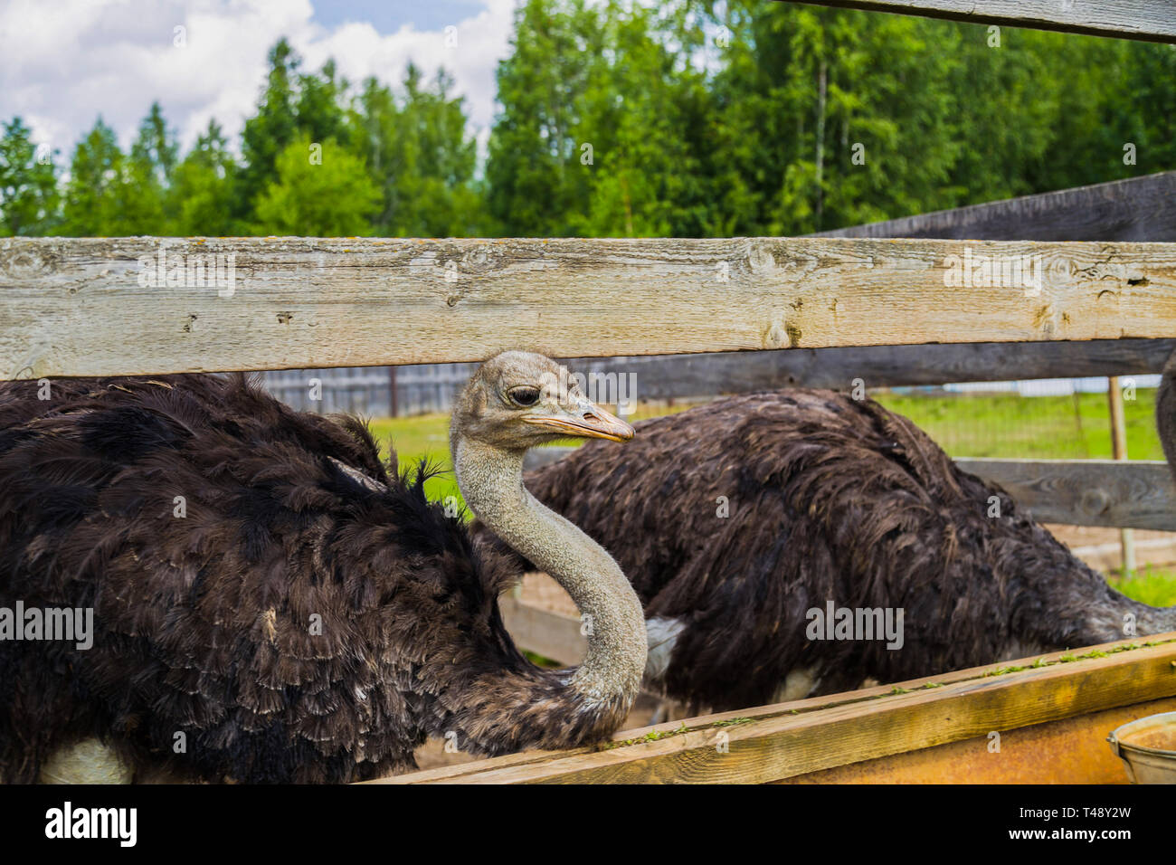 Curious african ostrich in the paddock at the ostrich farm Stock Photo ...