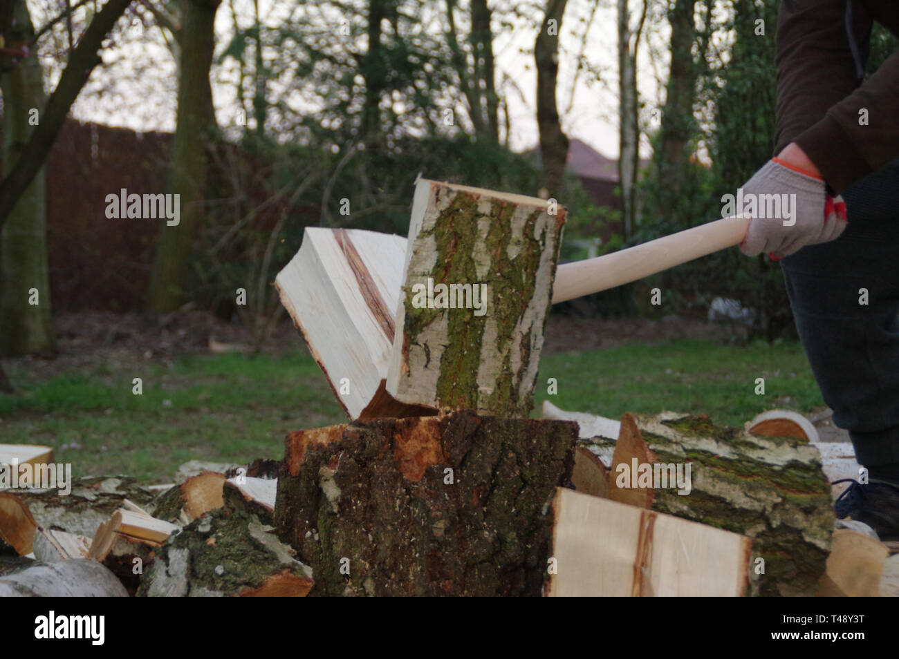 Chopping tree axe hi-res stock photography and images - Alamy