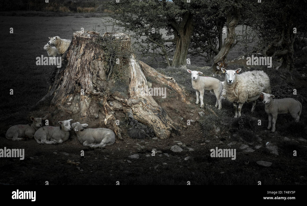 Sheep whispering hi-res stock photography and images - Alamy