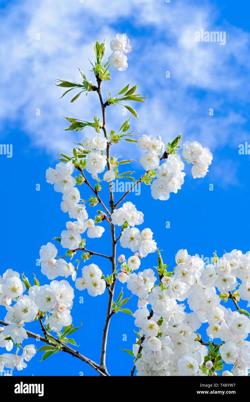 Cherry blossom, Callister Park, Vancouver, British Columbia, Canada ...
