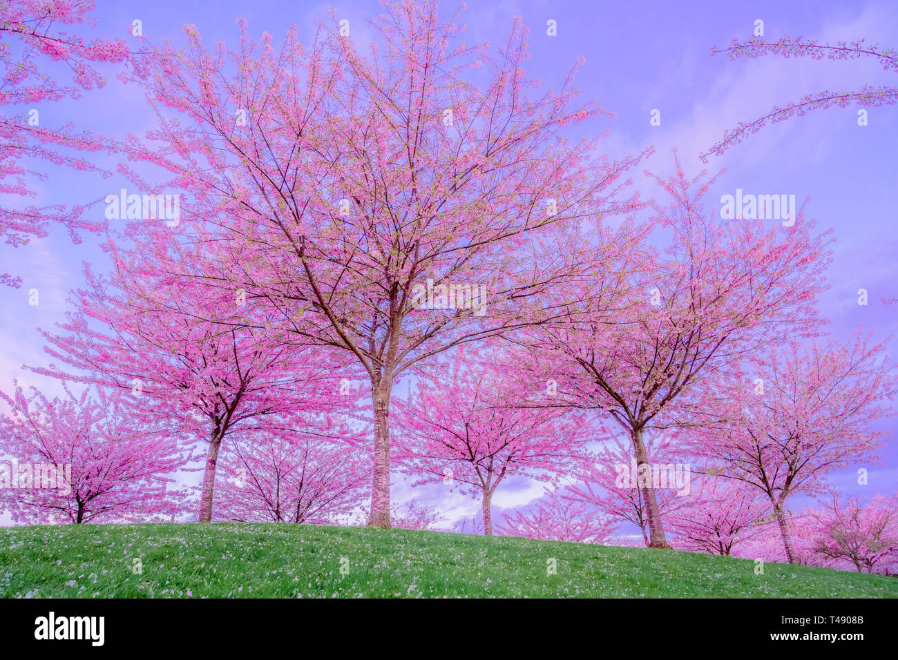 Japanese Akebono Grove of flowering Cherry trees in bloom Stock Photo ...