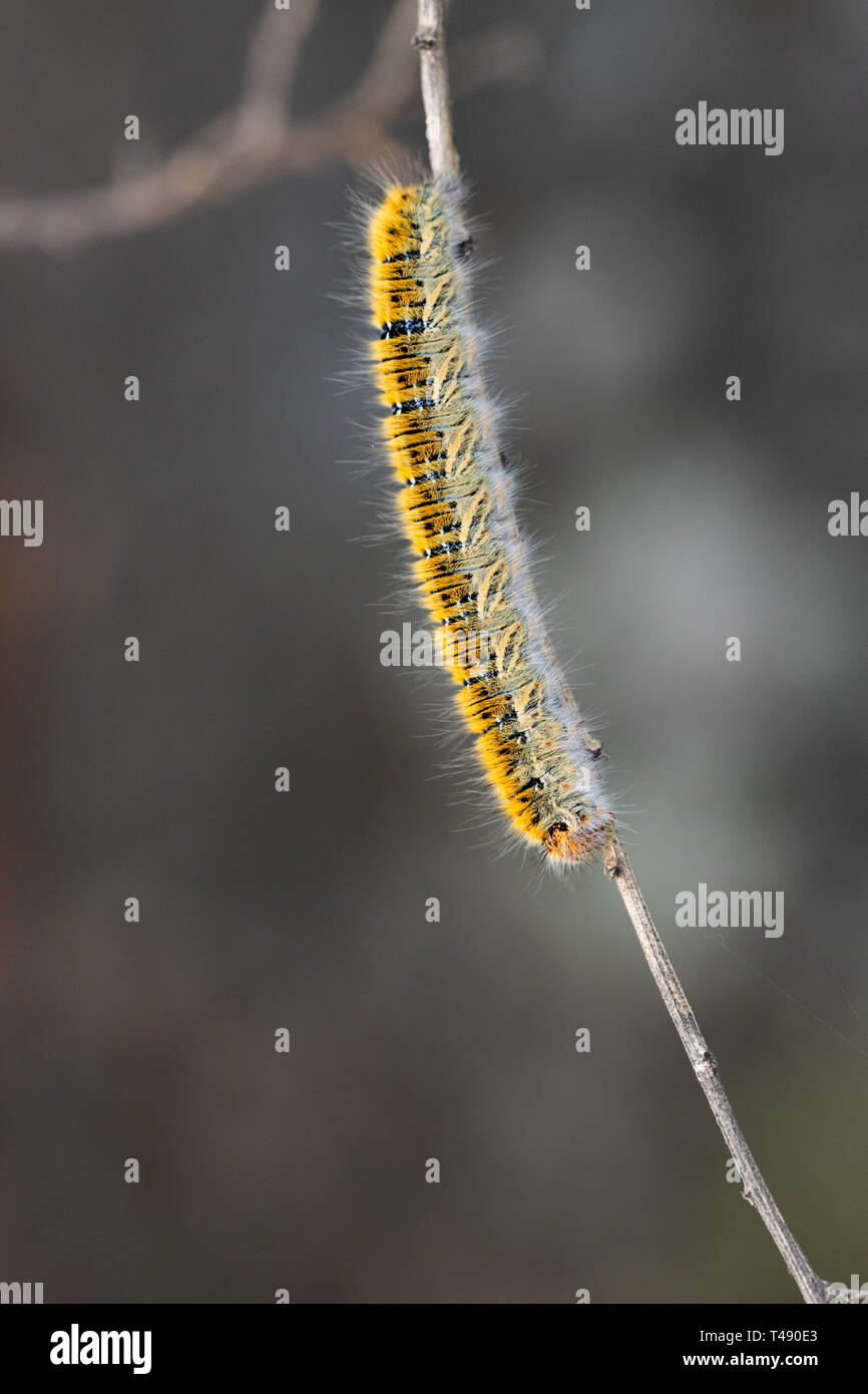Silver spotted skipper caterpillar hi-res stock photography and images ...