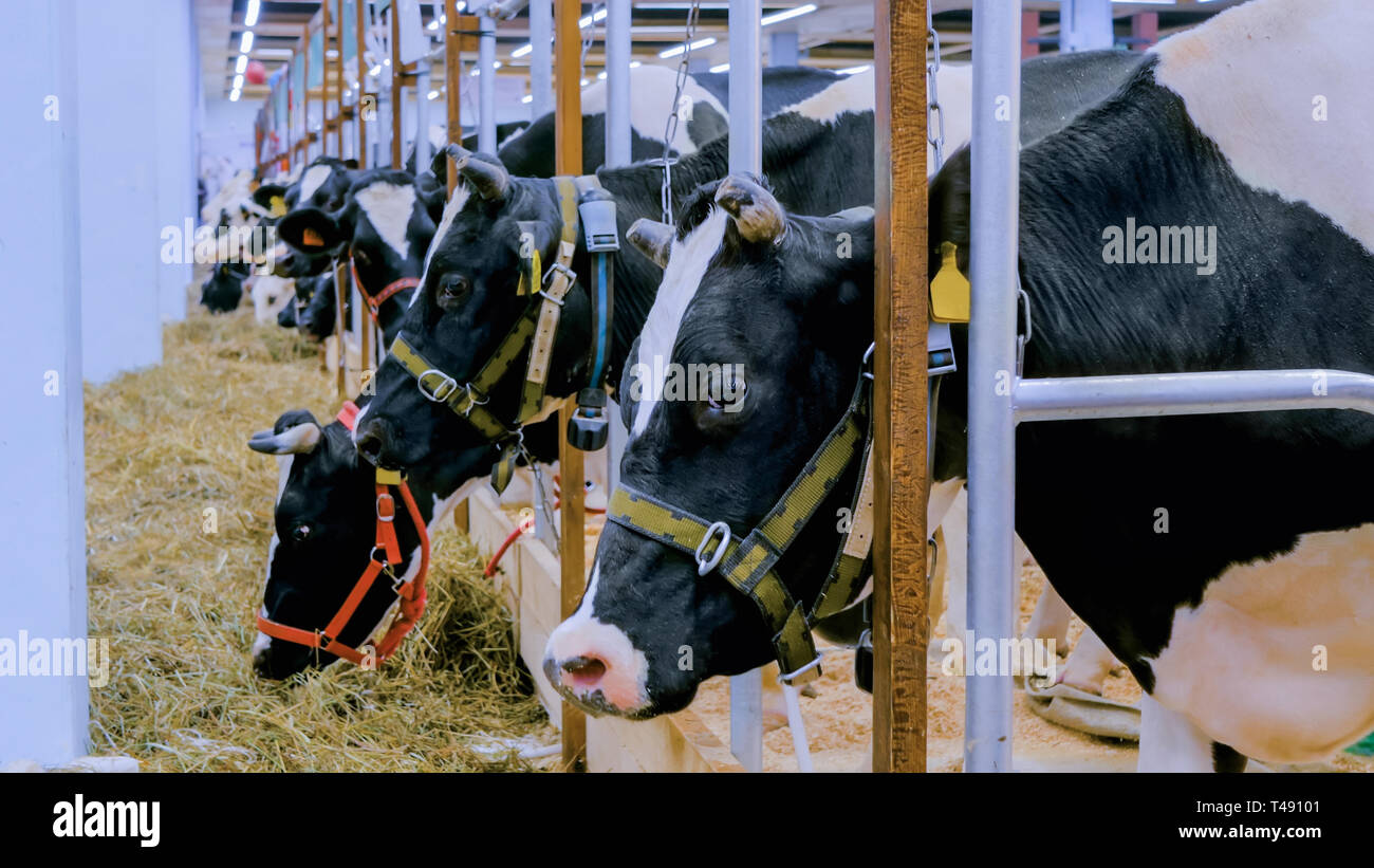 Portrait of cows at dairy farm Stock Photo - Alamy