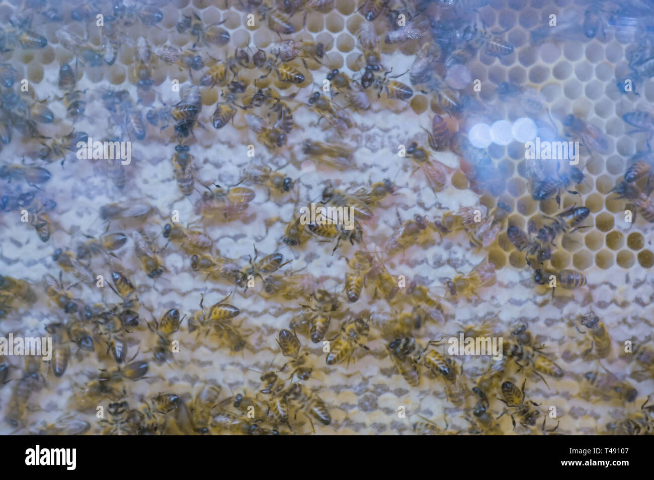 Russian honey bees hi-res stock photography and images - Alamy