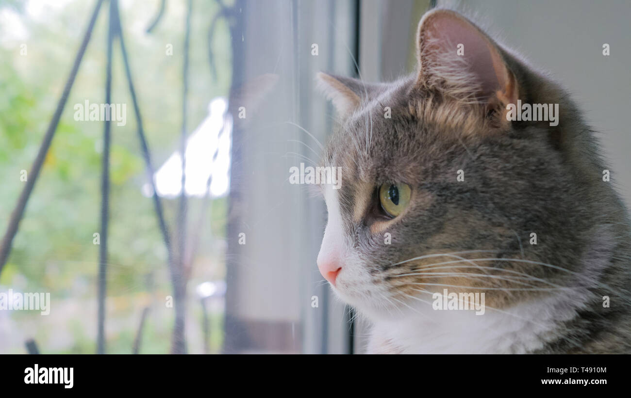 Cat sitting on windowsill Stock Photo - Alamy