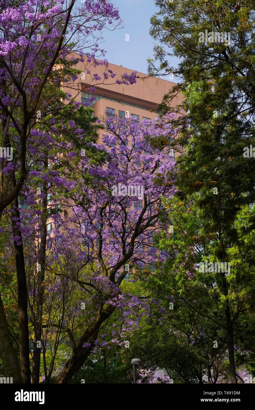 Alameda Central, the city's oldest public park, with trees & fountains ...