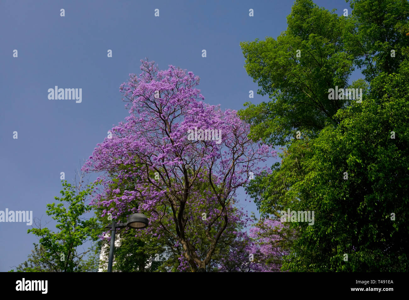 Alameda Central, the city's oldest public park, with trees & fountains ...