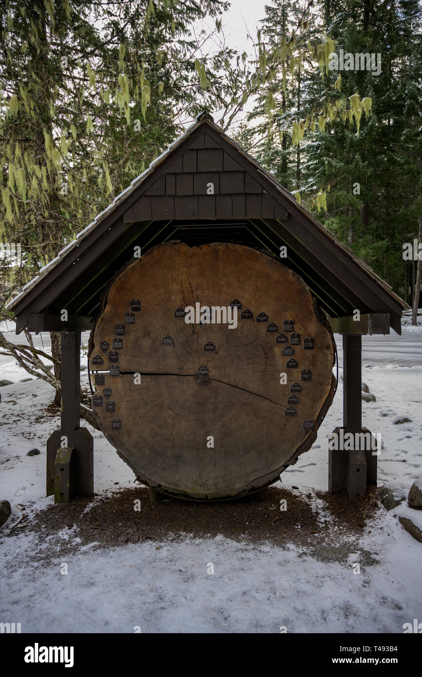 Redwood Tree Timeline Stock Photo - Alamy