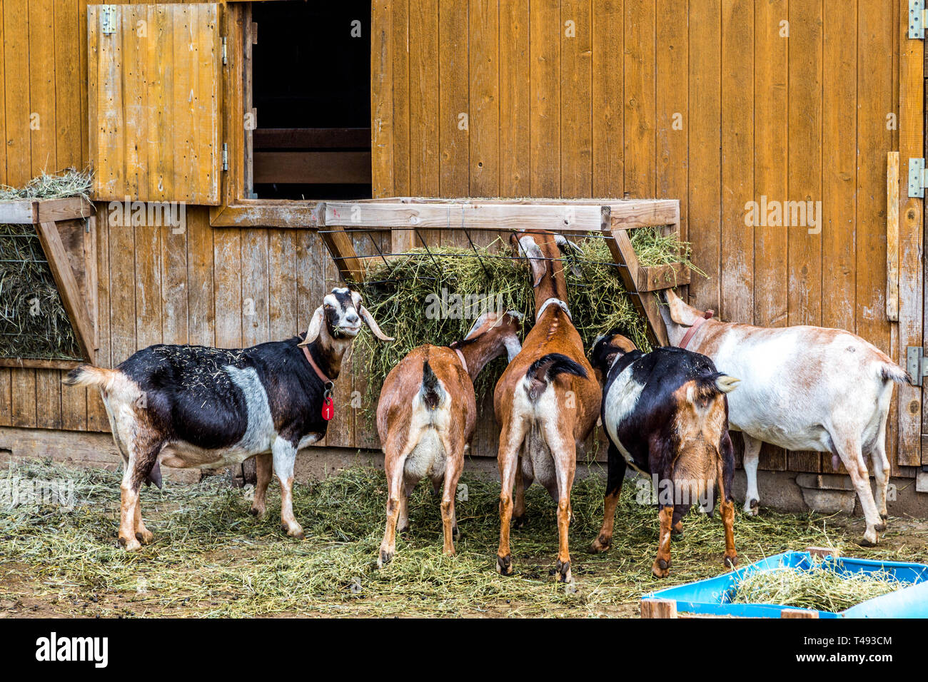 Goat culture hi-res stock photography and images - Alamy