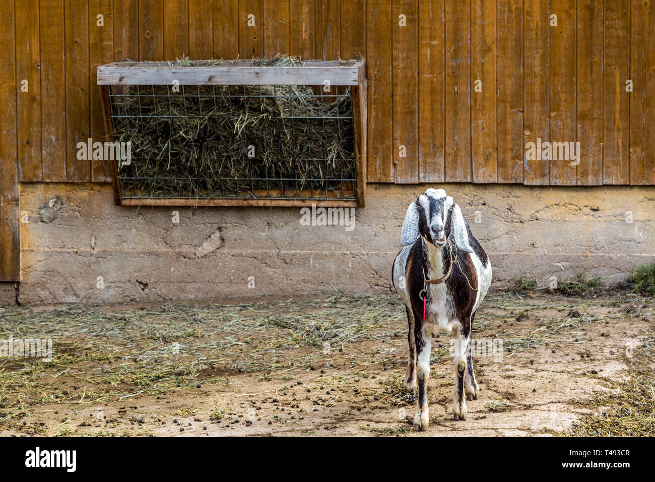 Goat culture hi-res stock photography and images - Alamy
