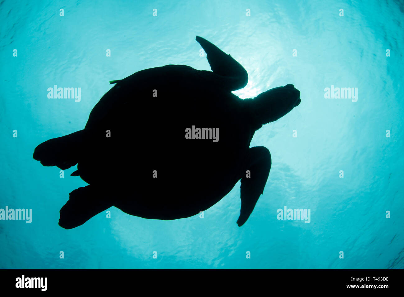 A Green sea turtle swims in the clear, blue waters of the Republic of ...