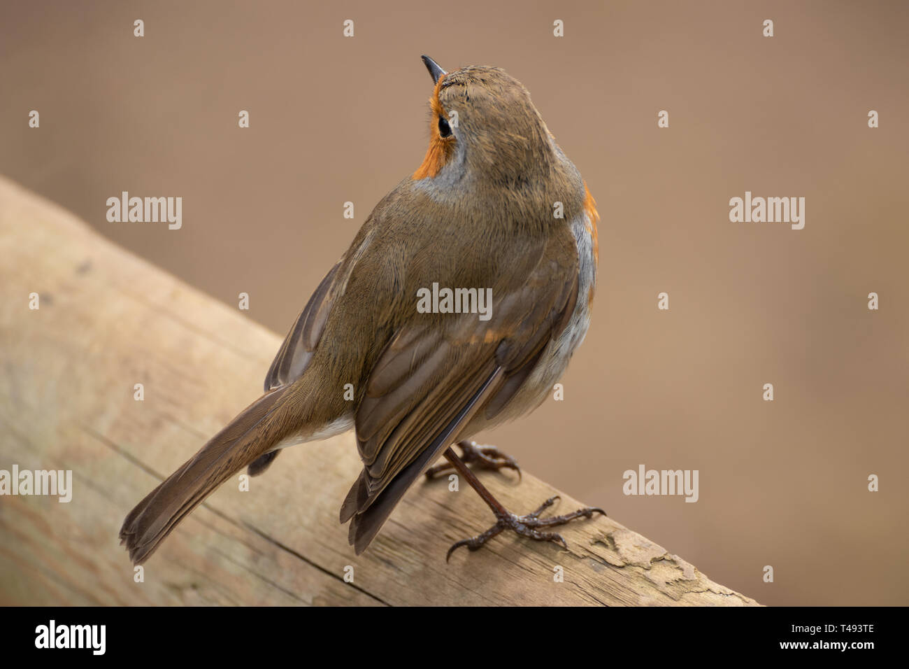 Robin close hi-res stock photography and images - Alamy