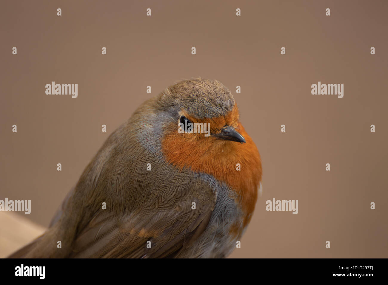 European robin close up Stock Photo - Alamy