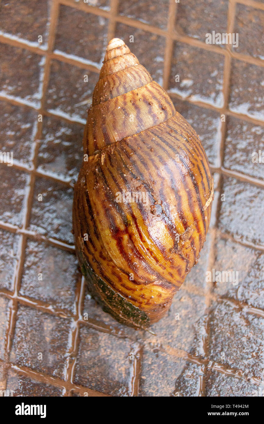Giant snail hi-res stock photography and images - Alamy