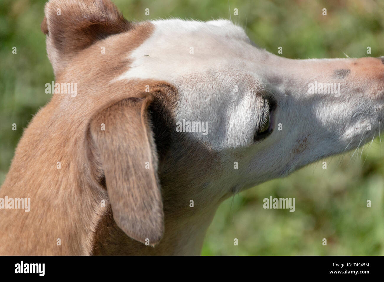 Top view dogs hi-res stock photography and images - Alamy