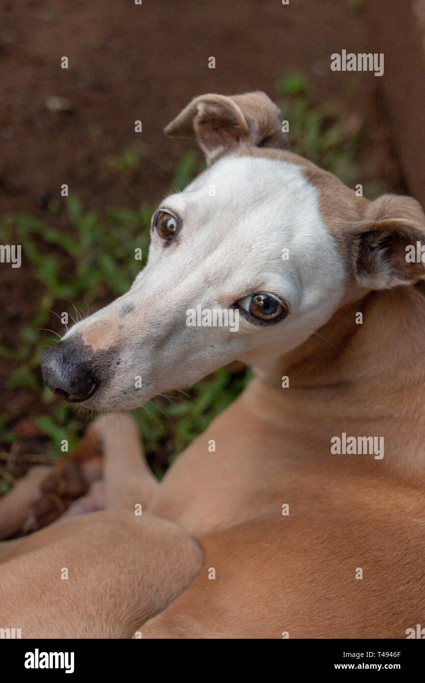 Skinny dog sitting hi-res stock photography and images - Alamy