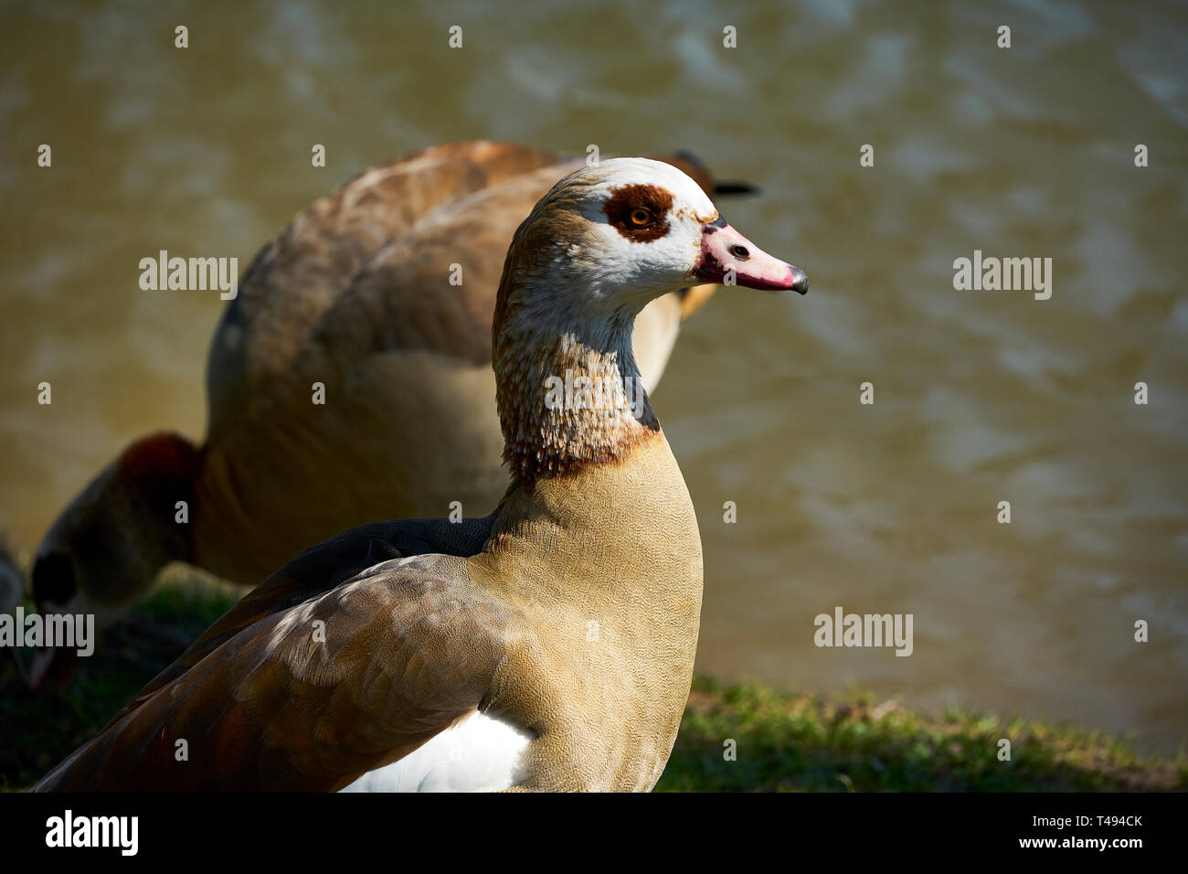 Portrait of a Nile Goose Stock Photo - Alamy