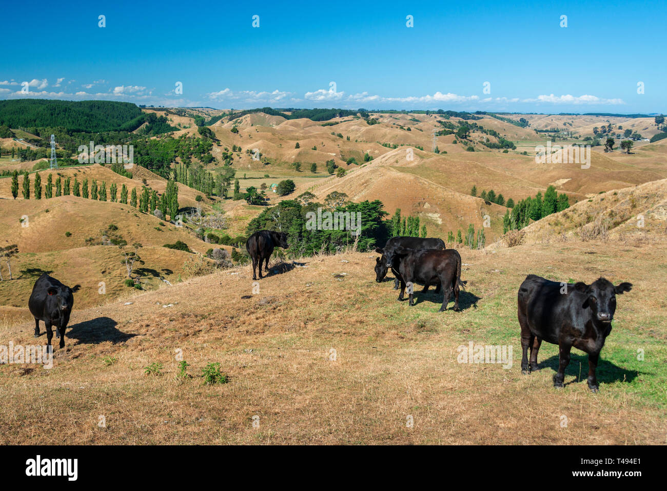 Typical New Zealand rural landscape scene with cattle amid rolling ...
