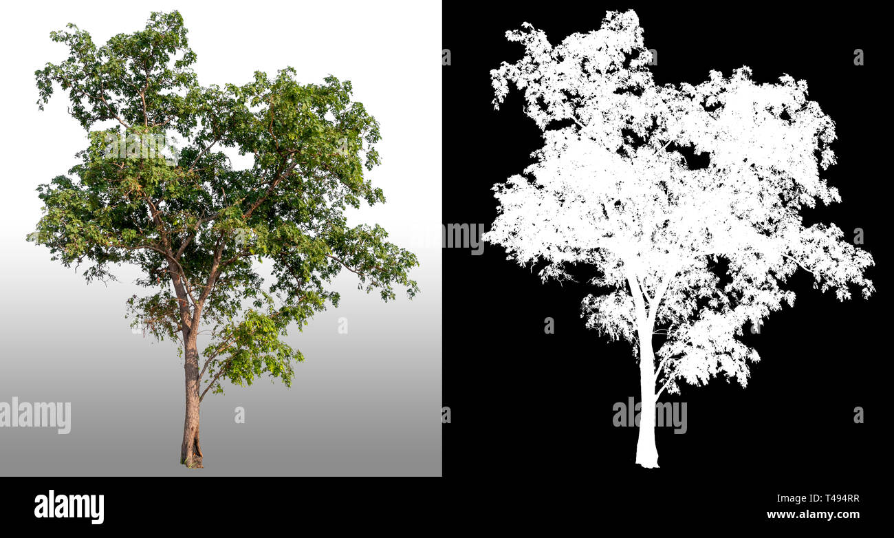 single tree with clipping path and alpha channel Stock Photo - Alamy