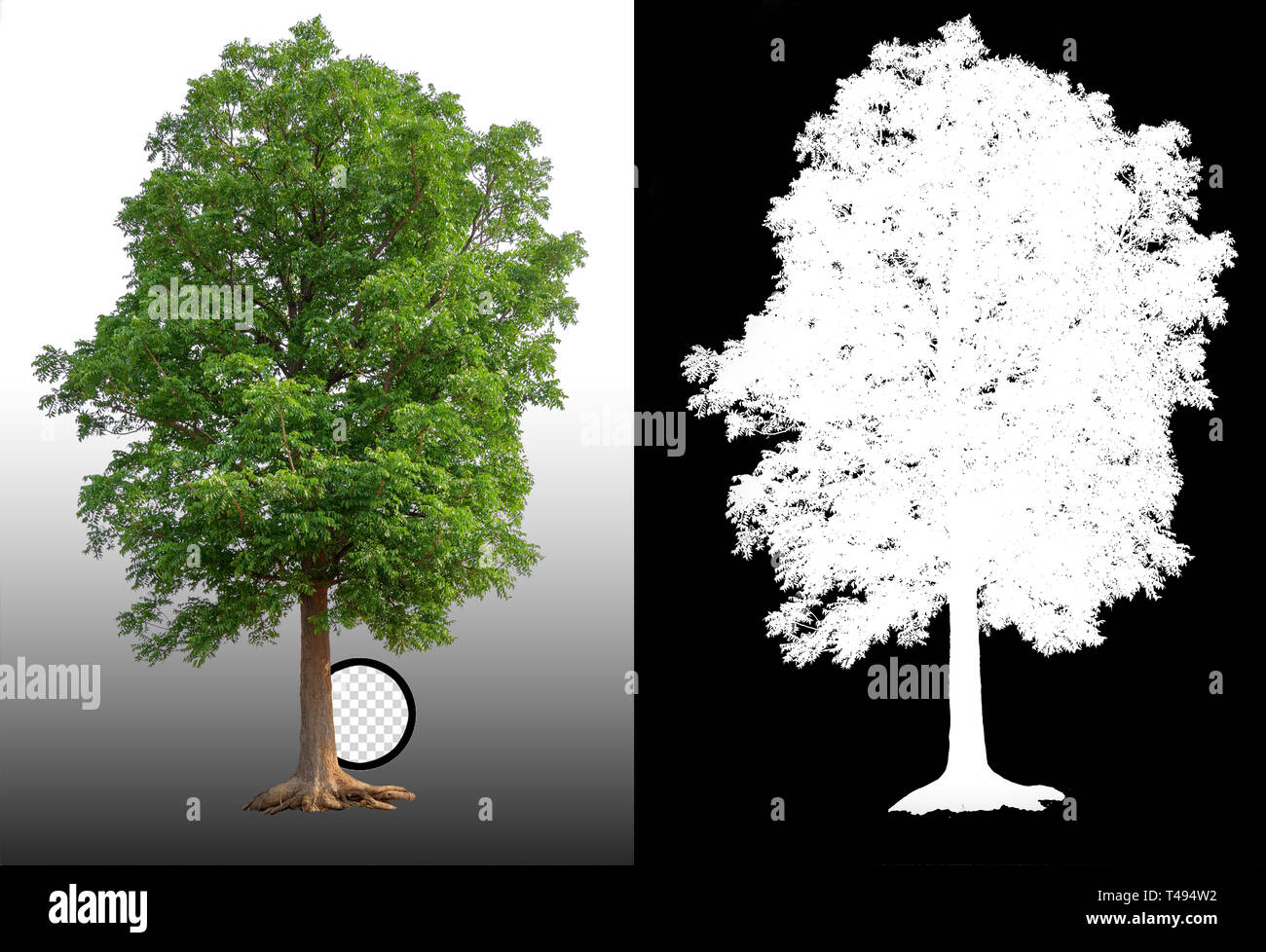 single tree with clipping path and alpha channel Stock Photo - Alamy