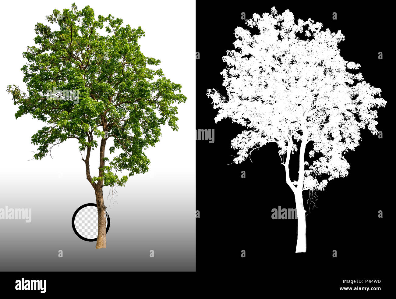 single tree with clipping path and alpha channel Stock Photo - Alamy
