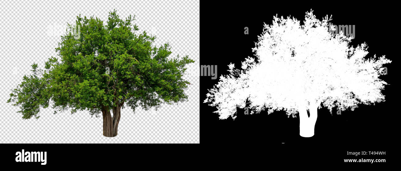 single tree with clipping path and alpha channel Stock Photo - Alamy