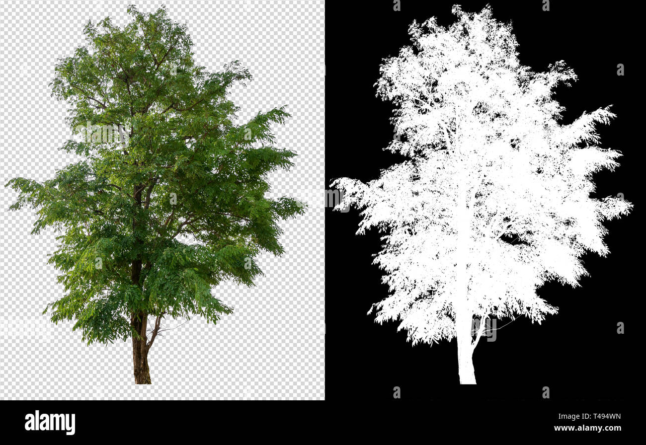single tree with clipping path and alpha channel Stock Photo - Alamy