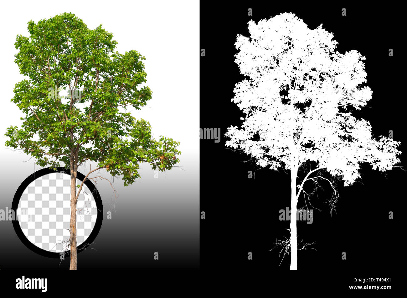 single tree with clipping path and alpha channel Stock Photo - Alamy
