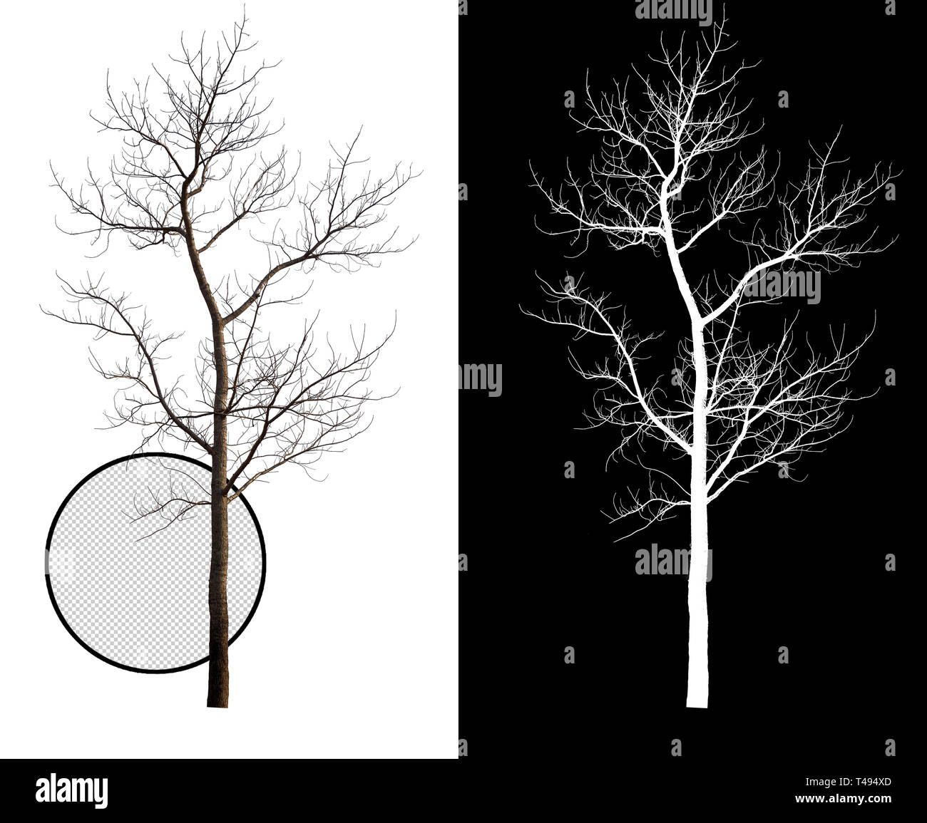 single tree without leaf with clipping path and alpha channel Stock ...