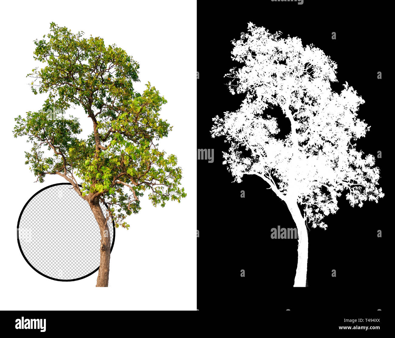 single tree with clipping path and alpha channel Stock Photo - Alamy
