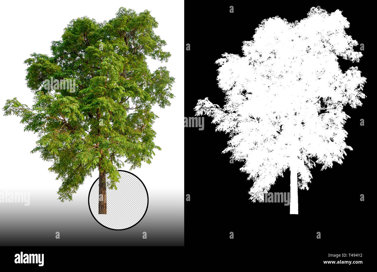 single tree with clipping path and alpha channel Stock Photo - Alamy
