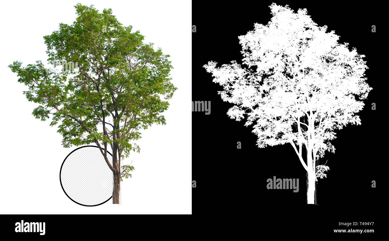 single tree with clipping path and alpha channel Stock Photo - Alamy