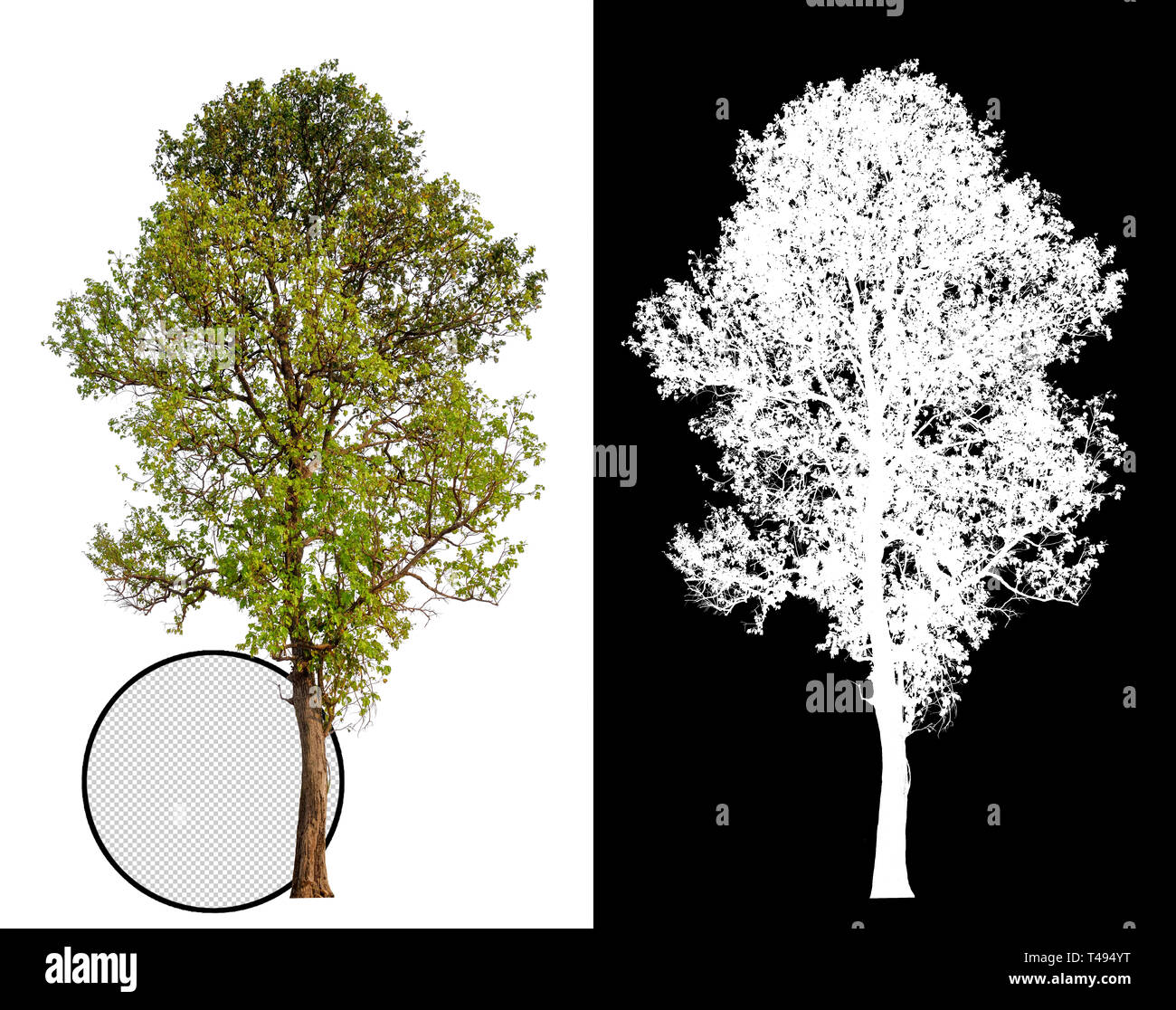 single tree with clipping path and alpha channel Stock Photo - Alamy
